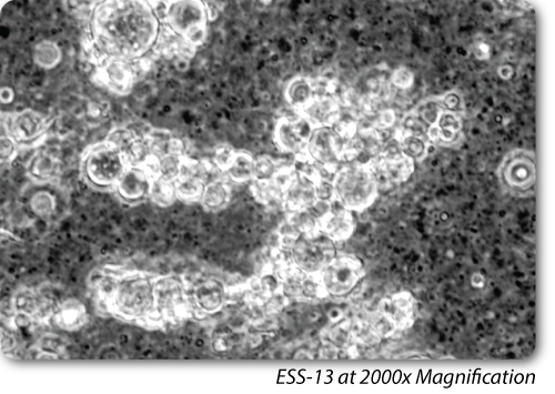 Seepage Control, Inc. -- How ESS-13 Works in the Sealing of Lakes and Ponds